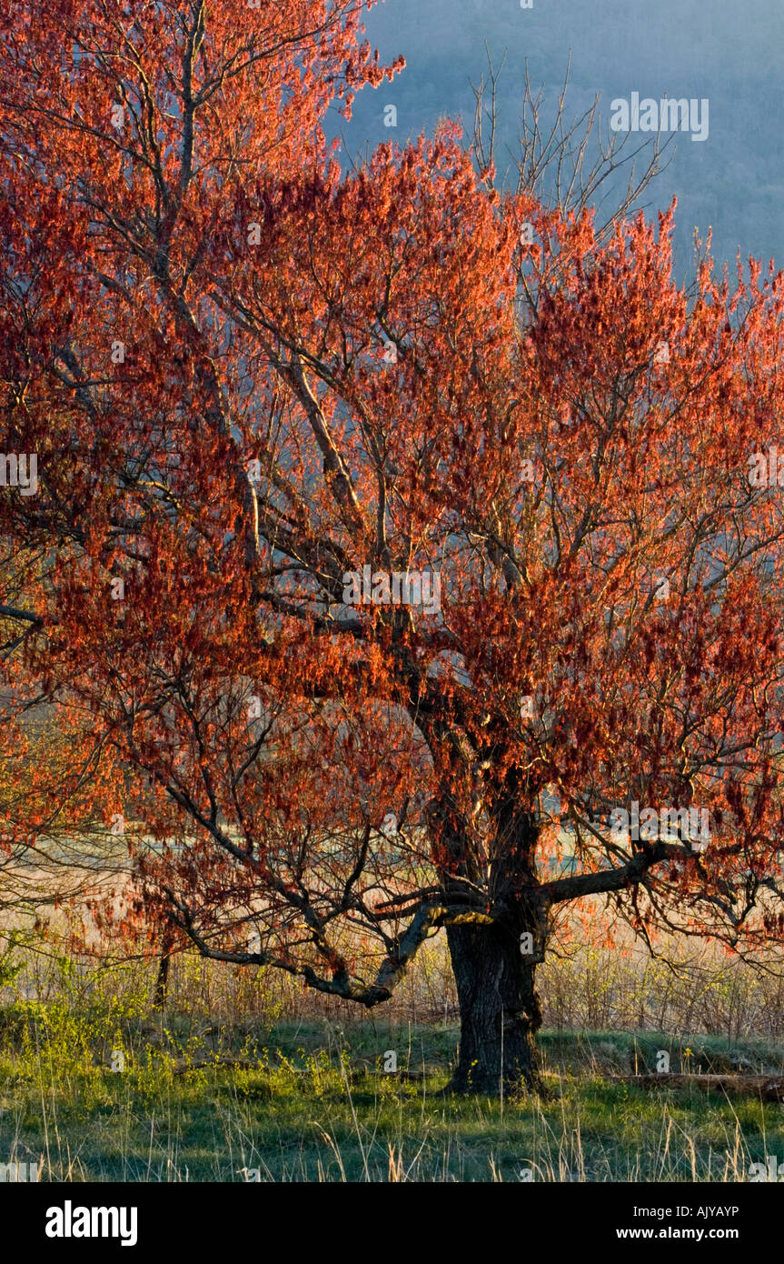 Spring maple trees in Cades Cove at dawn, Great Smoky Mountains ...