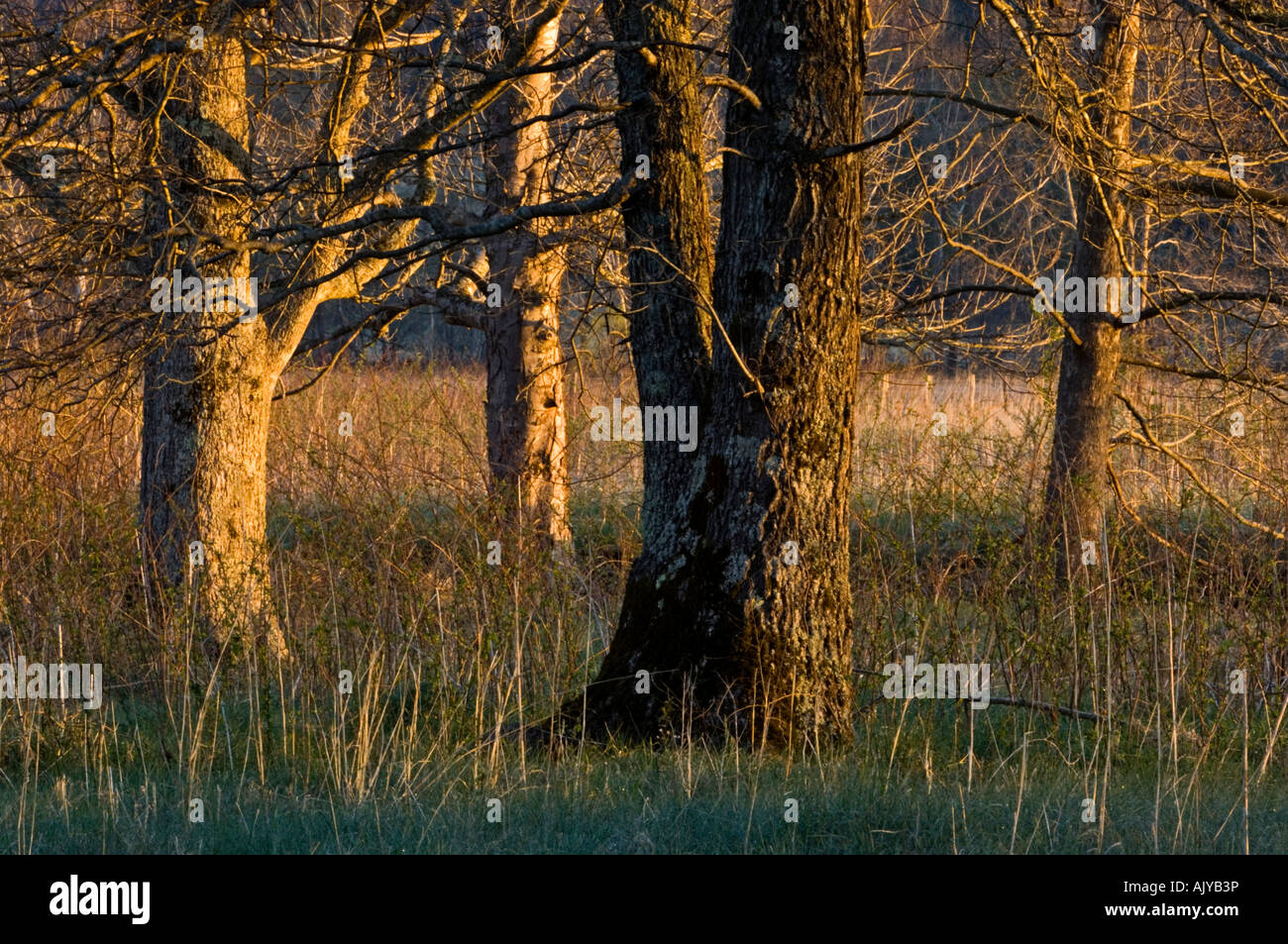Spring maple trees in Cades Cove at dawn, Great Smoky Mountains ...