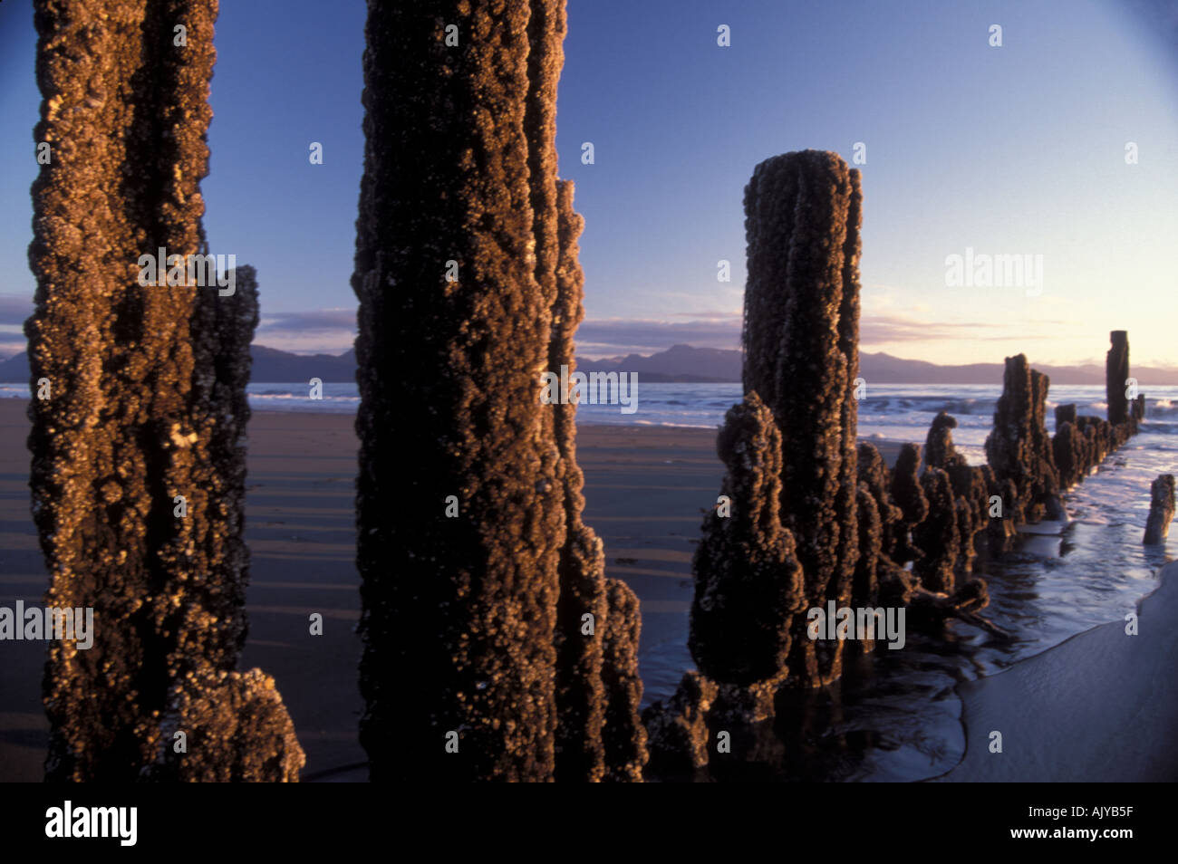 Old wood pilings at low ebb tide covered with barnacles Homer Spit ...