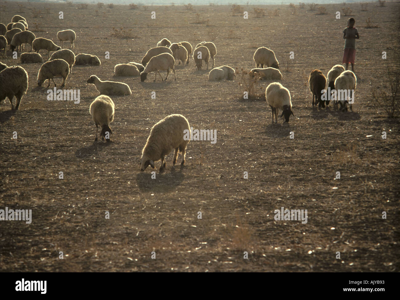 Berberi girl tending sheep flock in desert of Southern Tunisia Stock ...