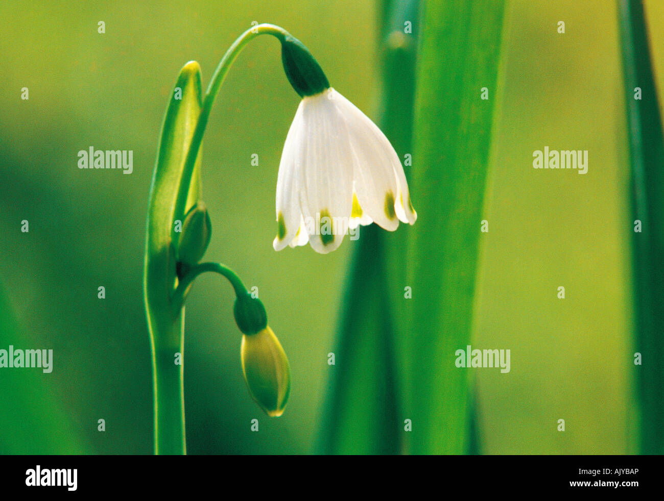 Drooping bell flower hi-res stock photography and images - Alamy
