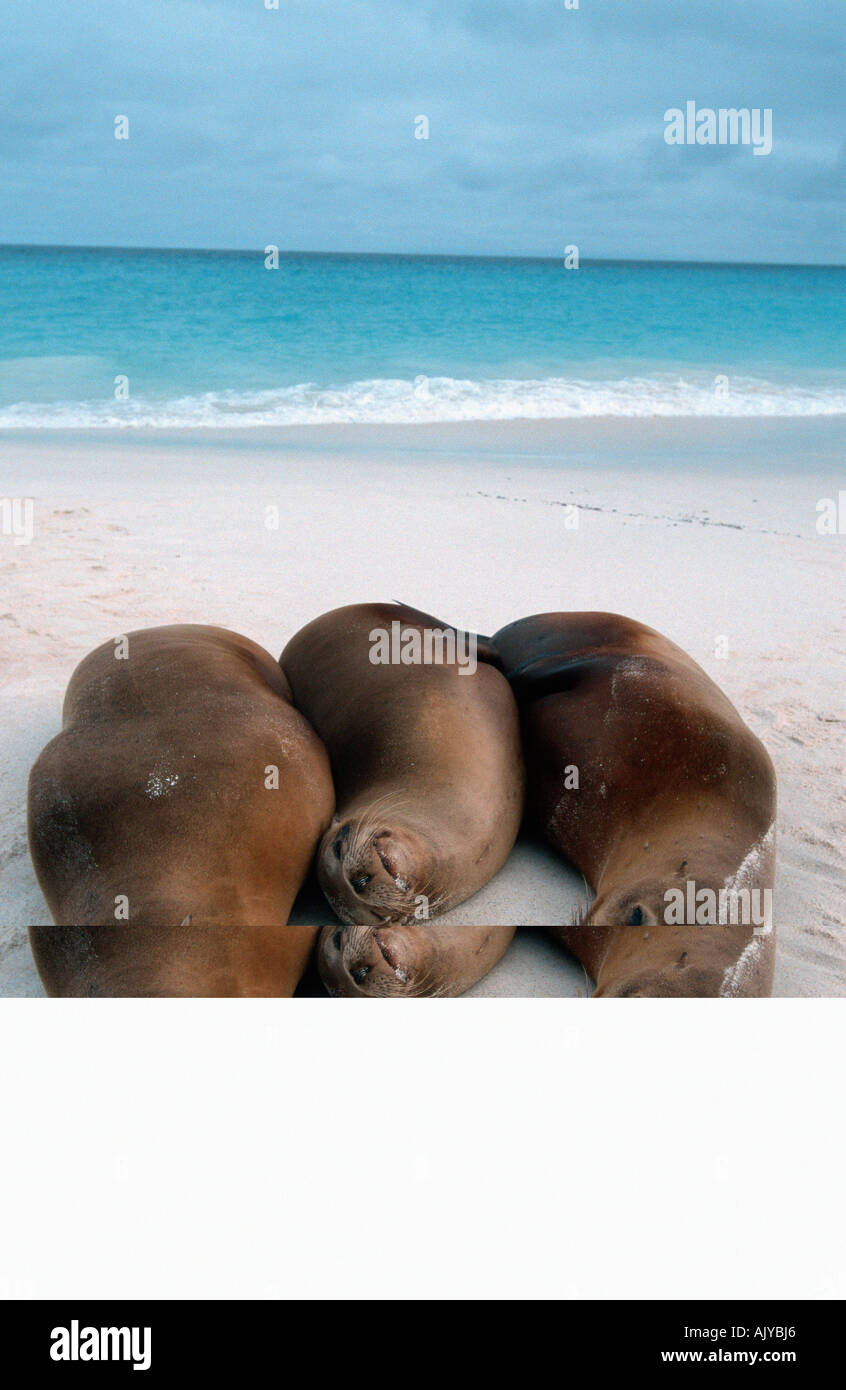 Three galapagos sea lion hi-res stock photography and images - Alamy