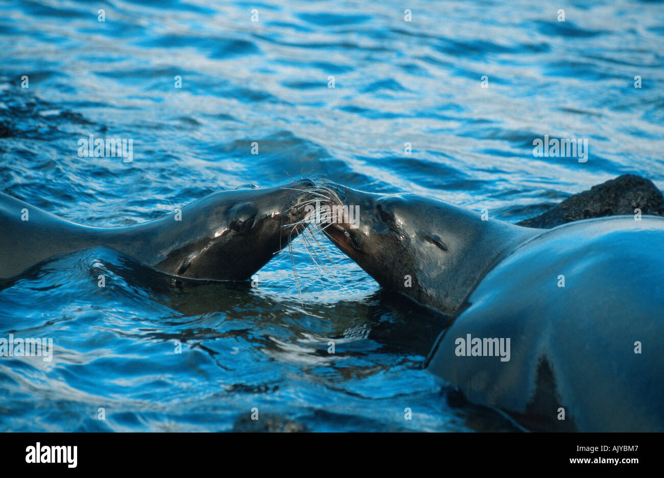 Galapagos Sea Lion Stock Photo - Alamy