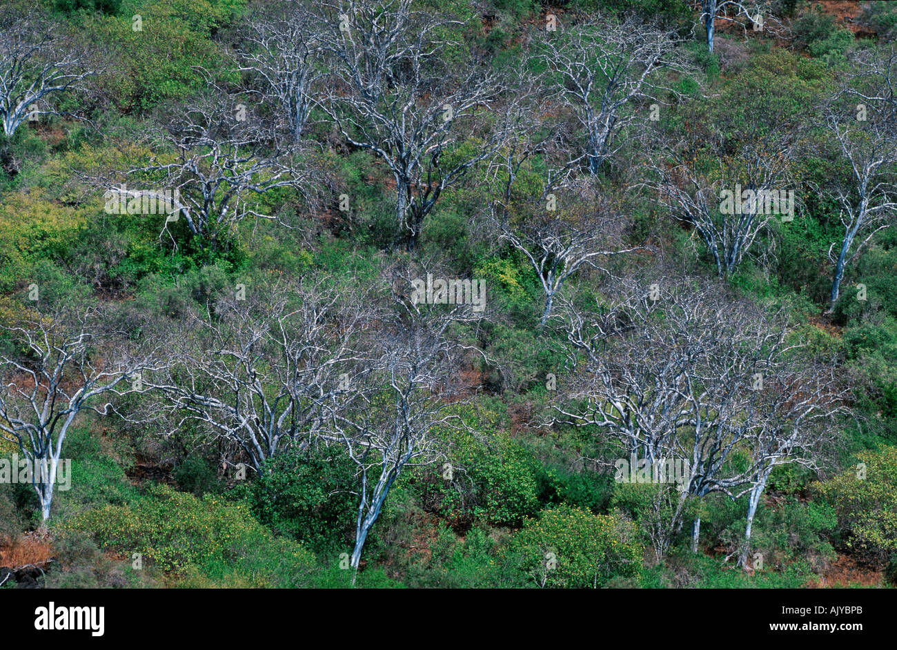 Holy wood hi-res stock photography and images - Alamy