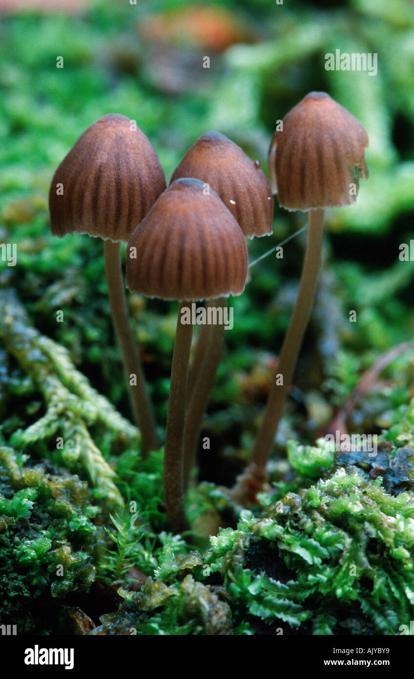 Helmlinge High Resolution Stock Photography and Images - Alamy