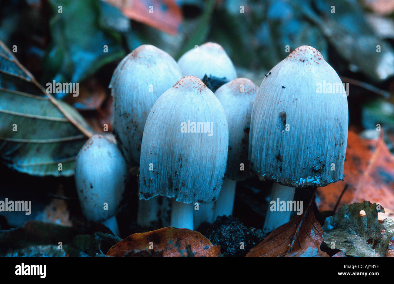 Common Ink Cap / Faltentintling Stock Photo - Alamy