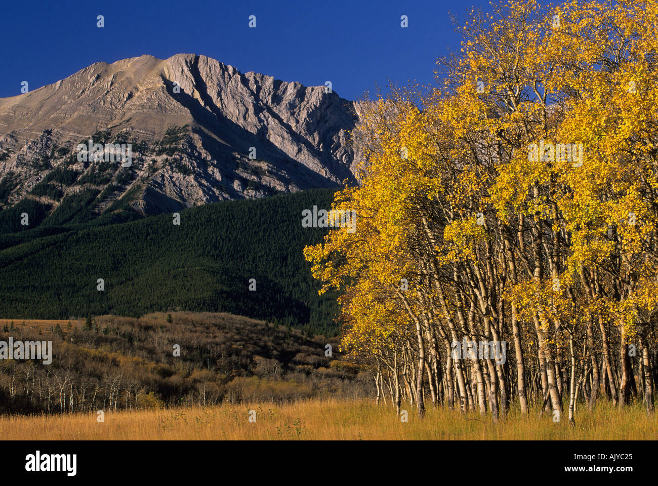 aspen trees Livingstone Range Burmis Alberta Stock Photo - Alamy