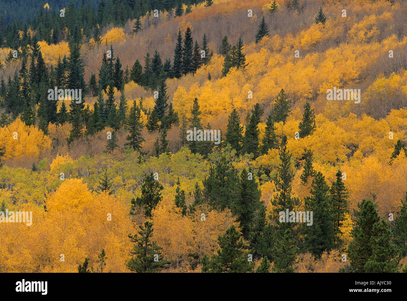 Canada alberta mixed forest hi-res stock photography and images - Alamy