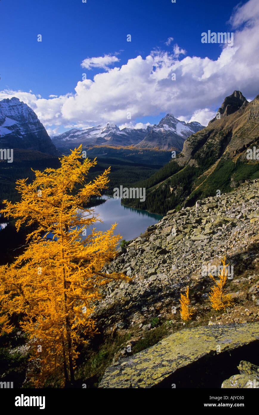 alpine larch trees Lake O Hara Yoho National Park British Columbia ...