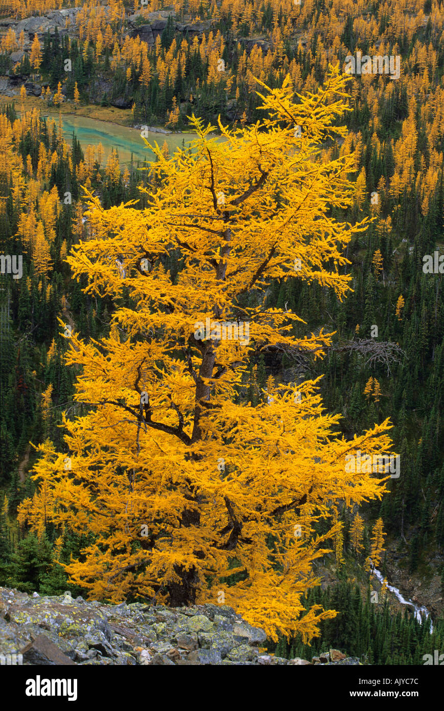 alpine Larch tree Lake O Hara Yoho National Park British Columbia Stock ...