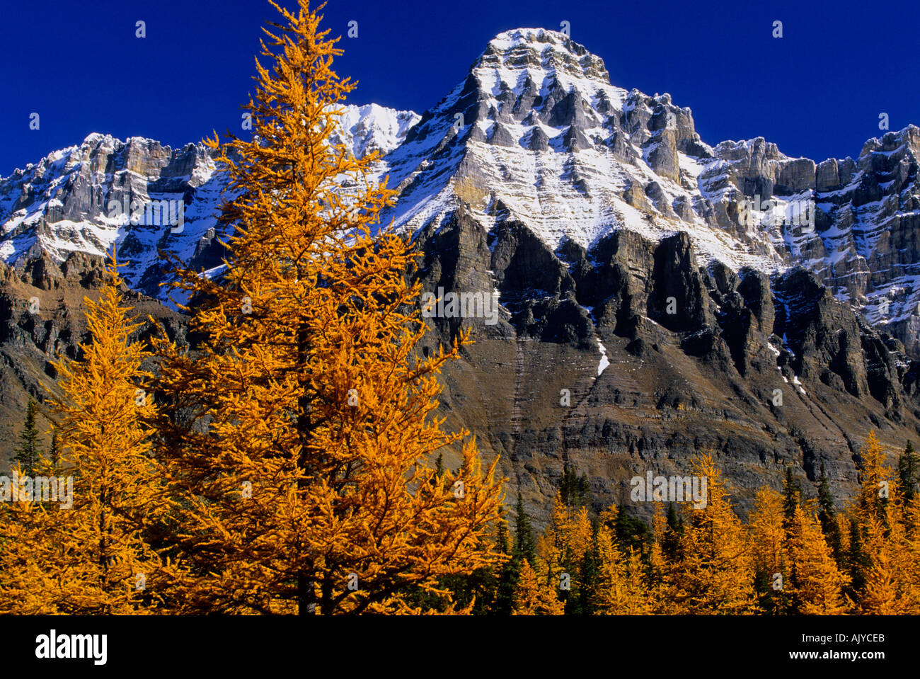 alpine larches and Mount Huber Yoho National Park British Columbia ...
