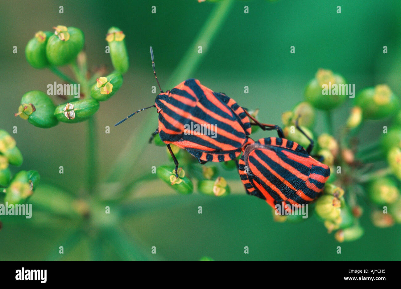 Schildwanzen hi-res stock photography and images - Alamy