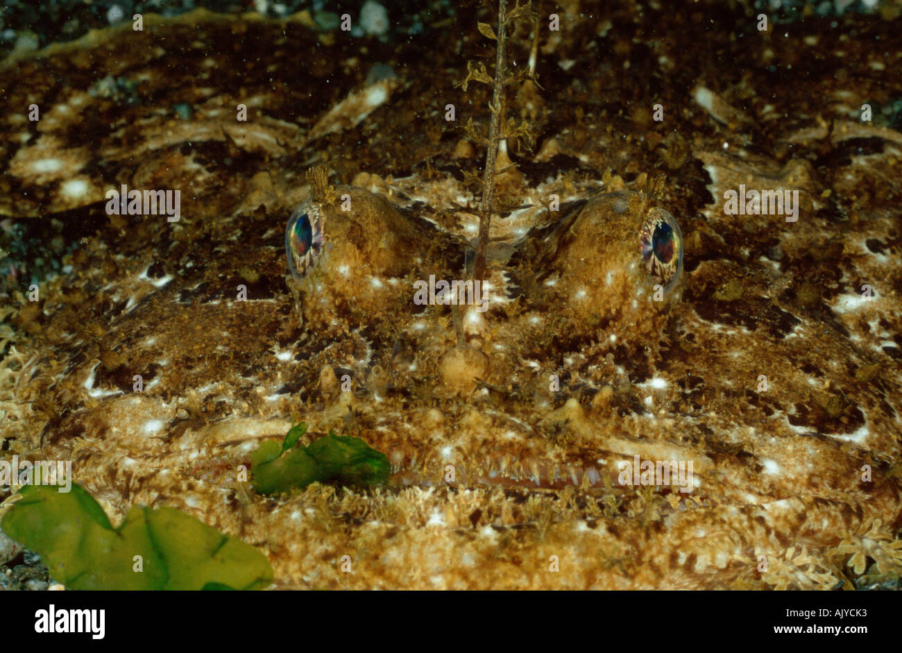 Atlantic Angler Fish / Monkfish Stock Photo - Alamy