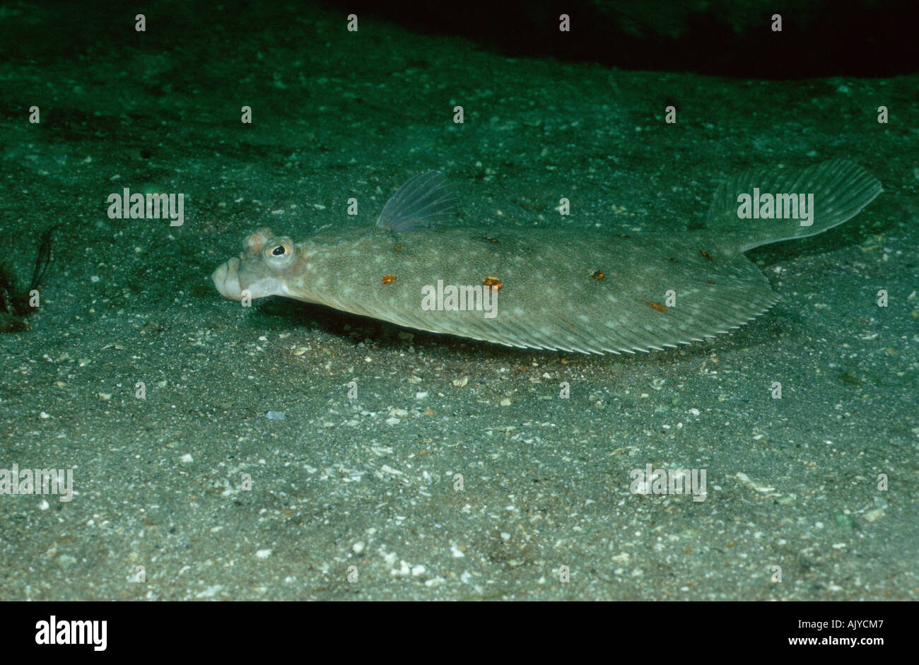 European Plaice High Resolution Stock Photography and Images - Alamy