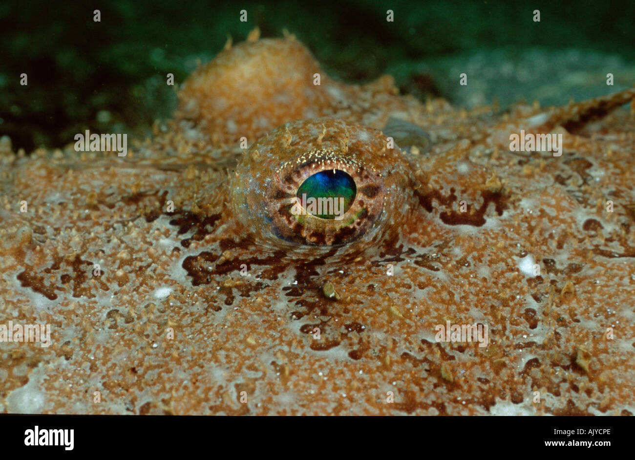 Atlantic Angler Fish / Monkfish Stock Photo - Alamy