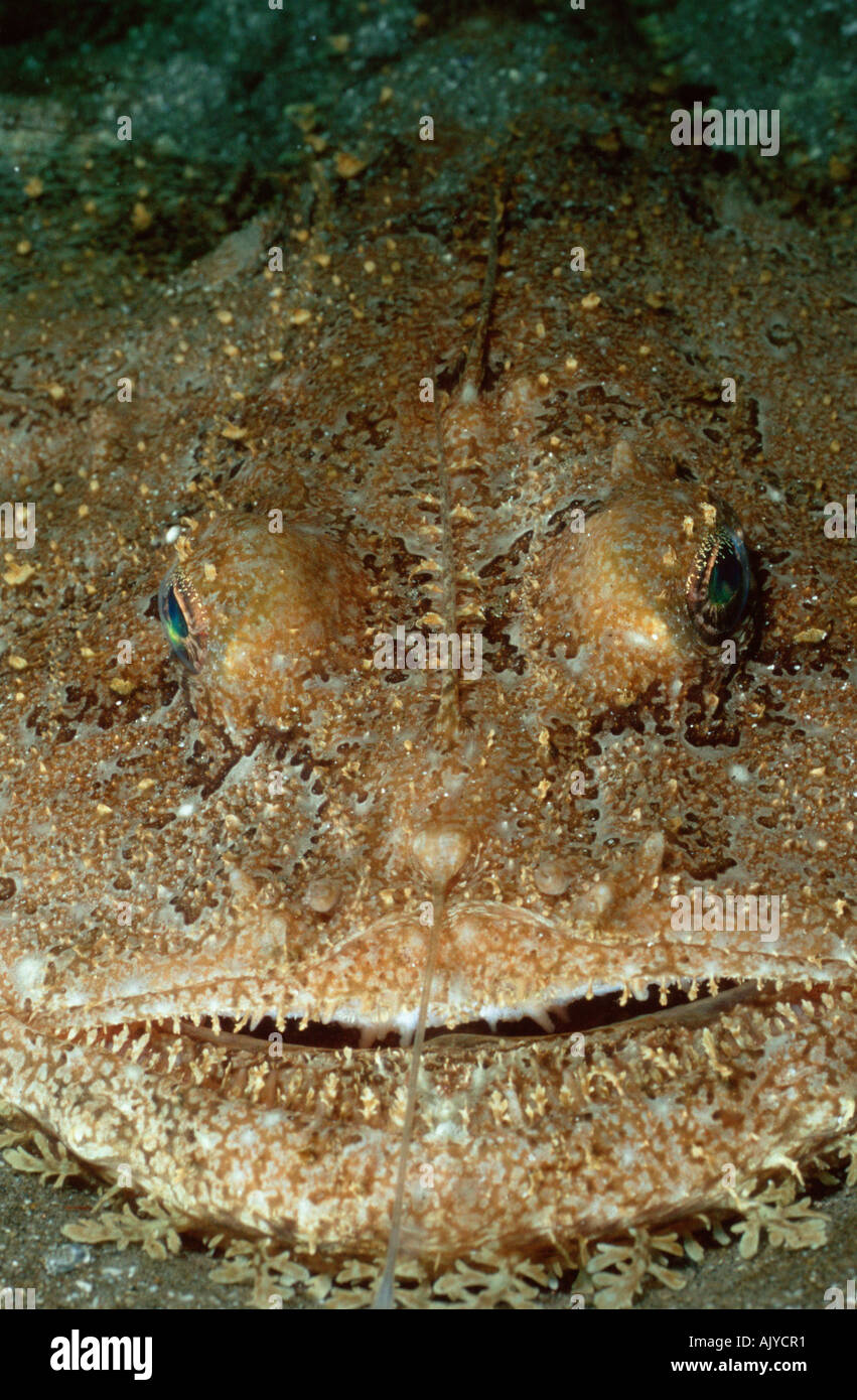 Atlantic angler fish monkfish hi-res stock photography and images - Alamy