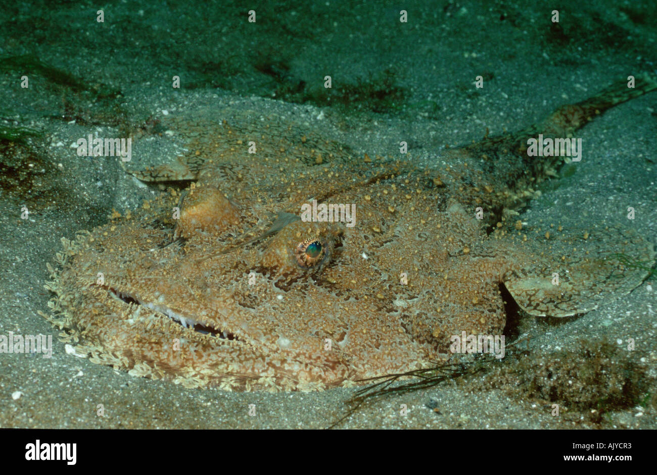 An angler fish hi-res stock photography and images - Alamy