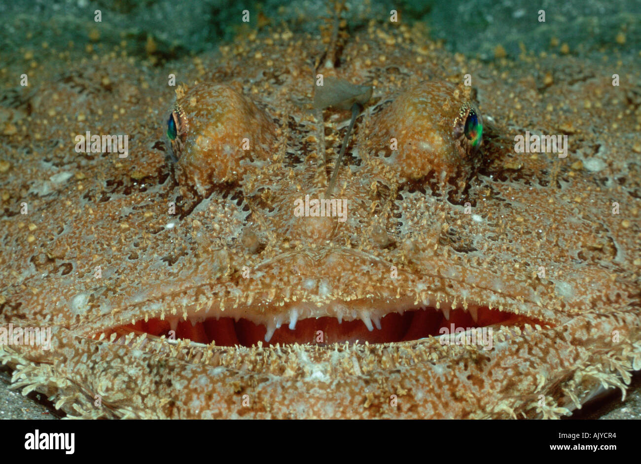 Atlantic Angler Fish / Monkfish Stock Photo - Alamy