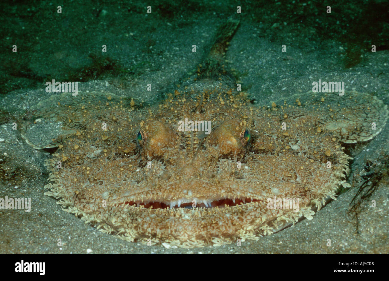 Atlantic Angler Fish / Monkfish Stock Photo - Alamy