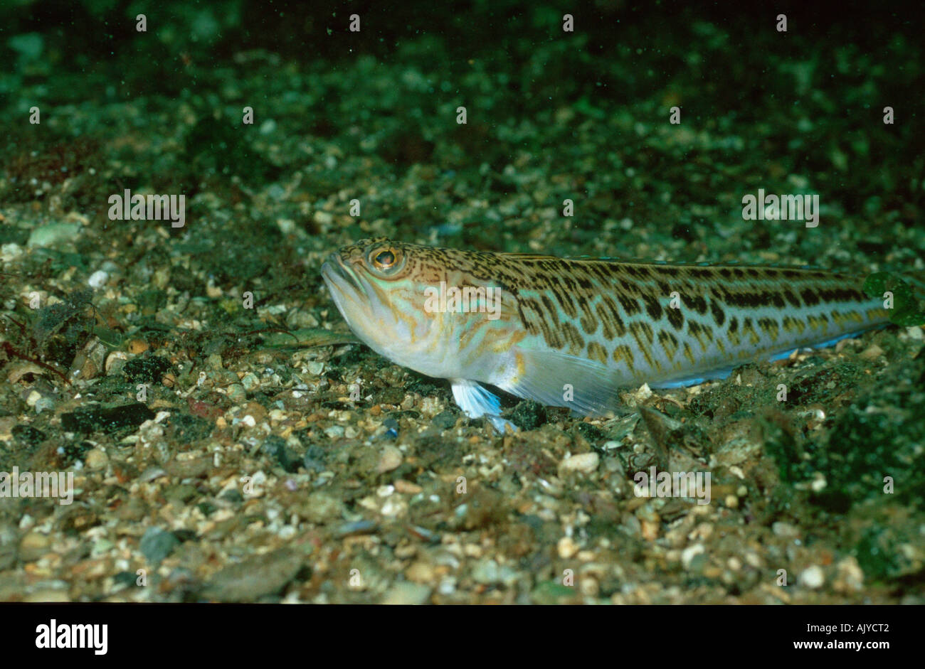 Greater weever fish hi-res stock photography and images - Alamy