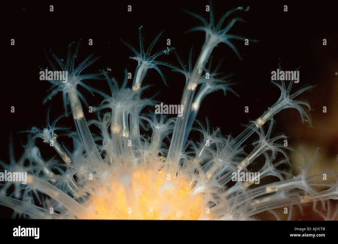 Dead mans fingers sea fingers alcyonium digitatum hi-res stock ...
