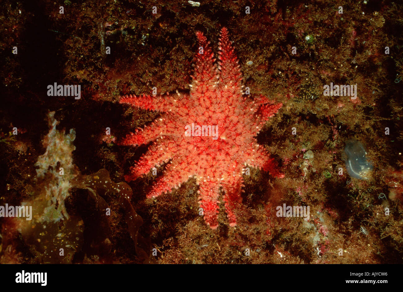 Common Sun Star Stock Photo - Alamy