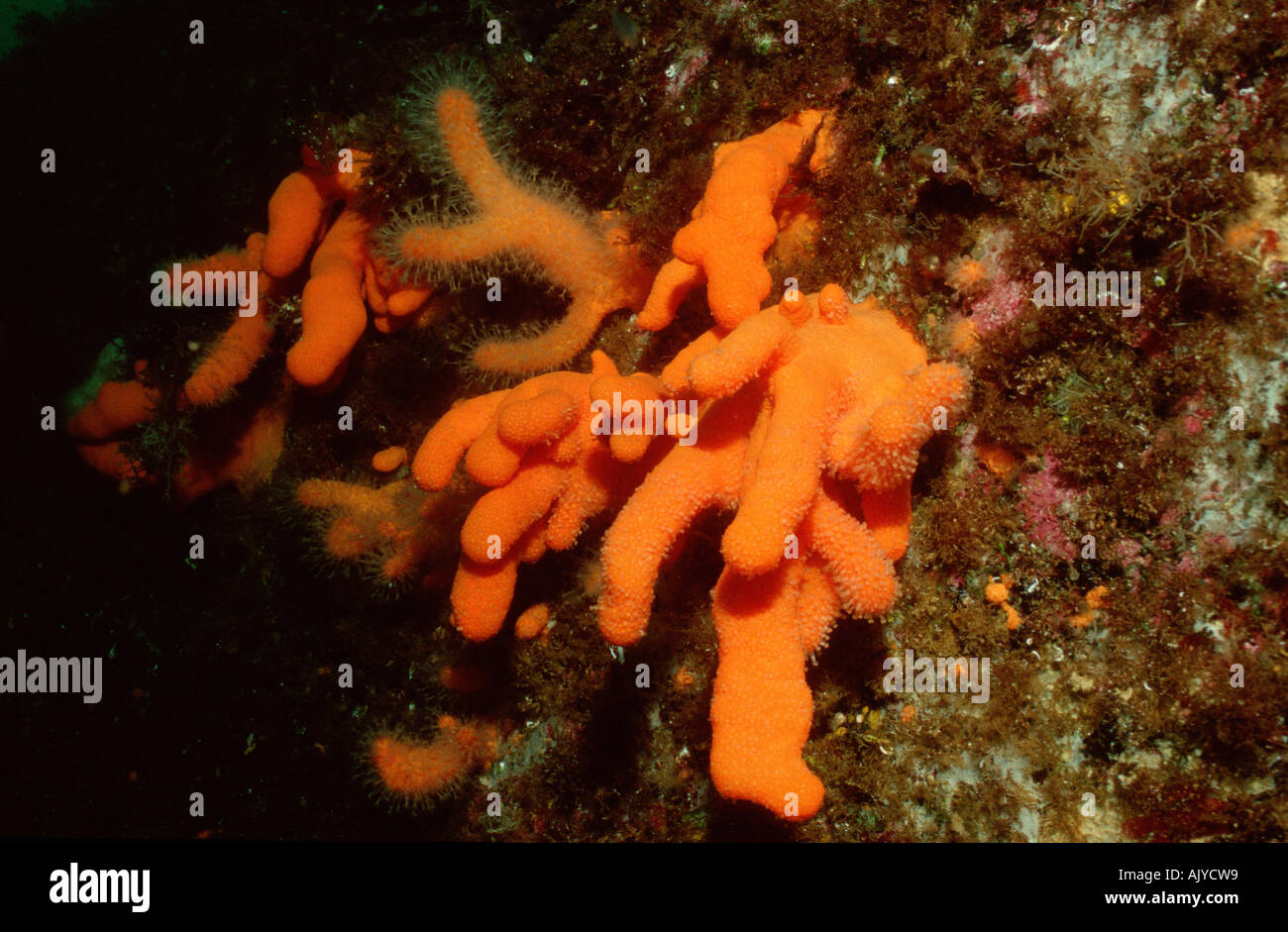 Dead mans fingers sea fingers alcyonium digitatum hi-res stock ...