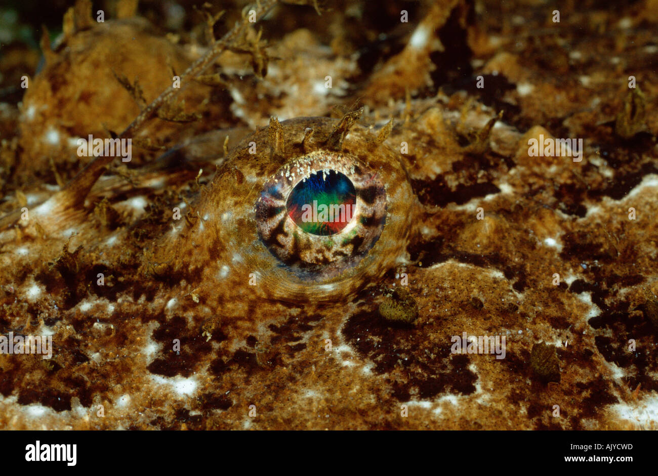 Atlantic Angler Fish / Monkfish Stock Photo - Alamy