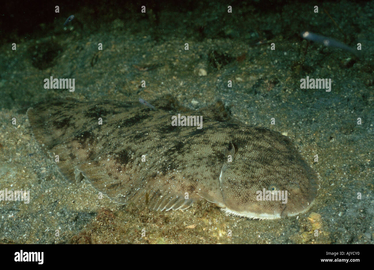 Solea vulgaris hi-res stock photography and images - Alamy