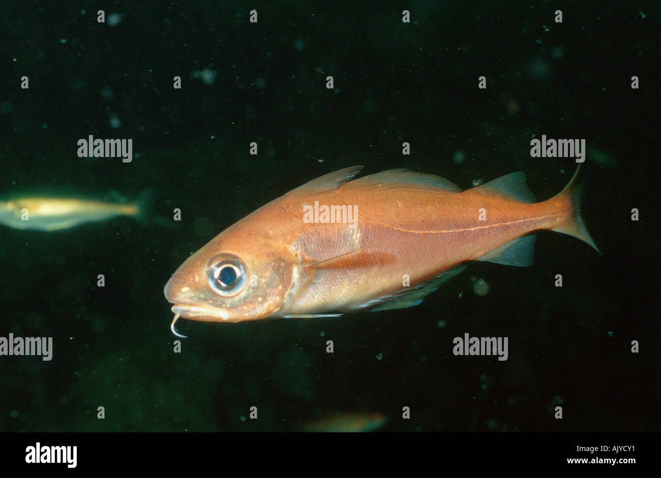 Norway pout hi-res stock photography and images - Alamy