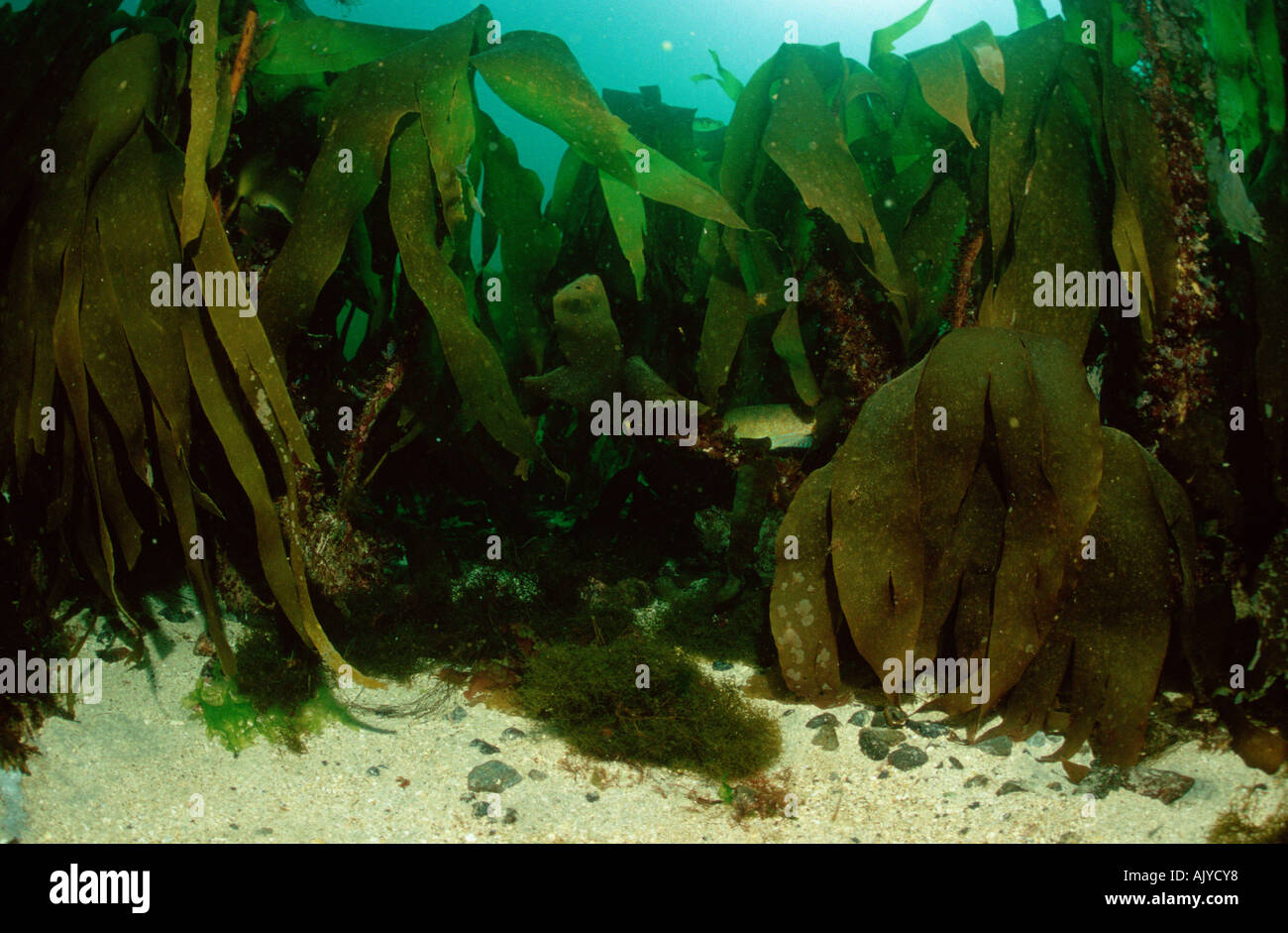 Tangle plants hi-res stock photography and images - Alamy