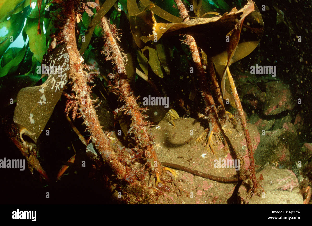 Tangle plants hi-res stock photography and images - Alamy