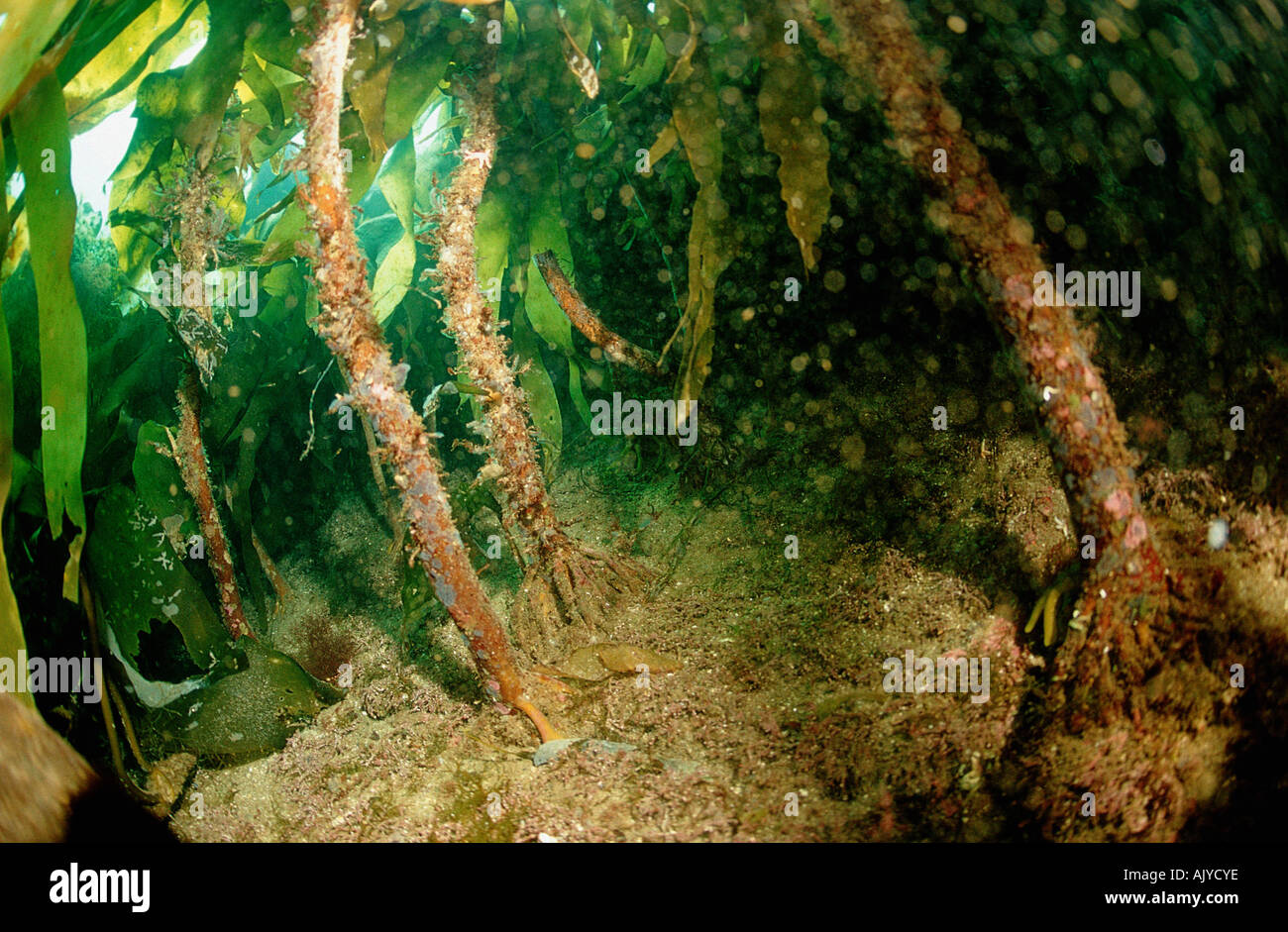 Tangle plants hi-res stock photography and images - Alamy