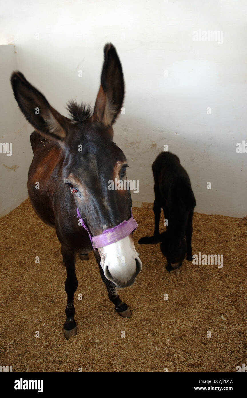 Injured donkey hi-res stock photography and images - Alamy