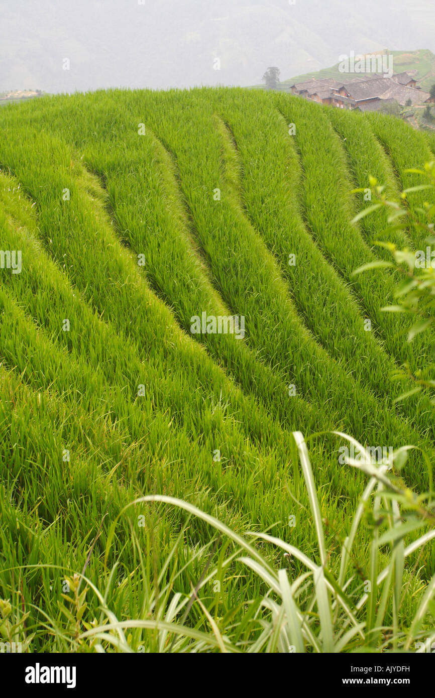 rice field in china Stock Photo - Alamy