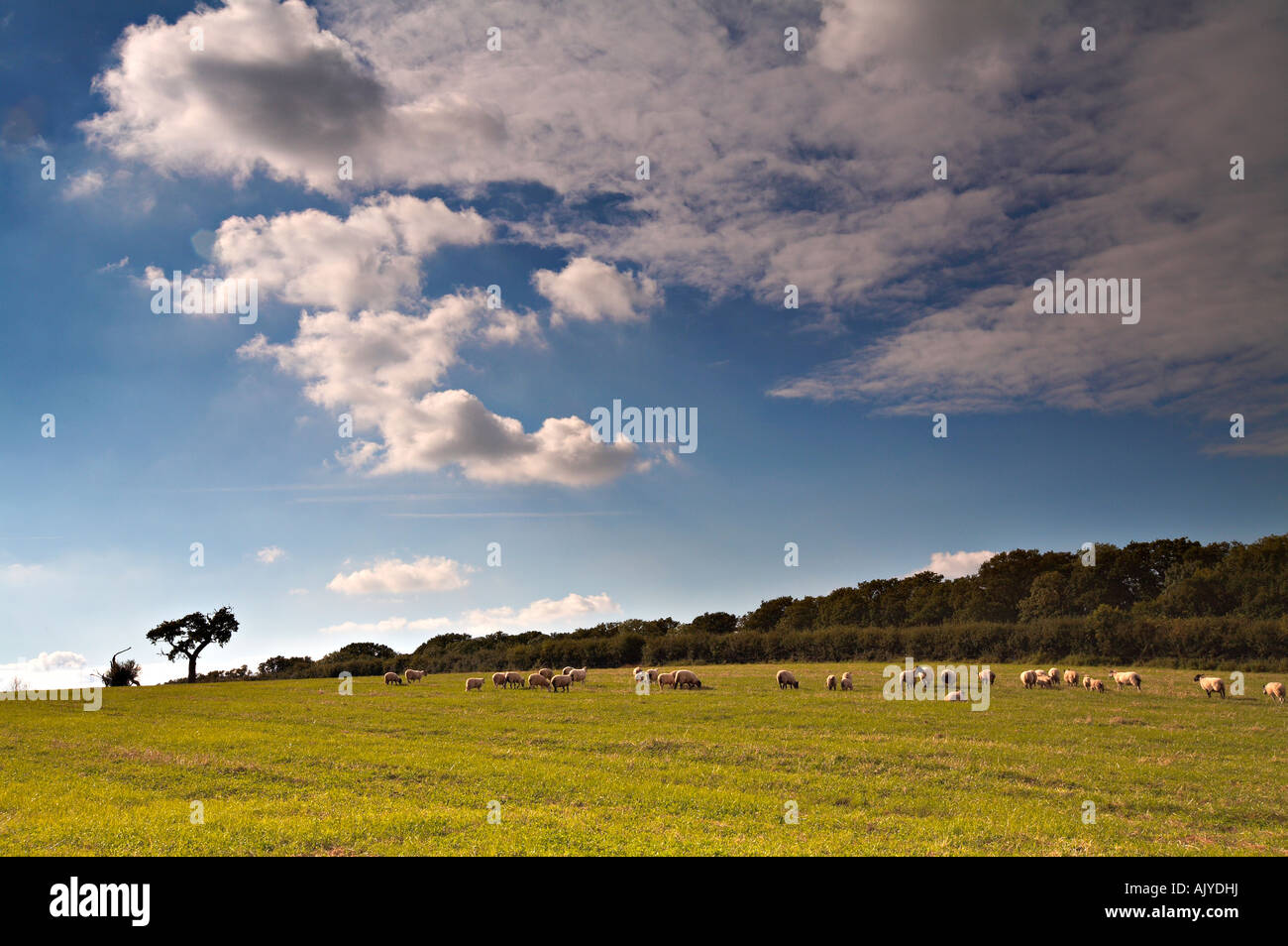 North dorset farm hi-res stock photography and images - Alamy