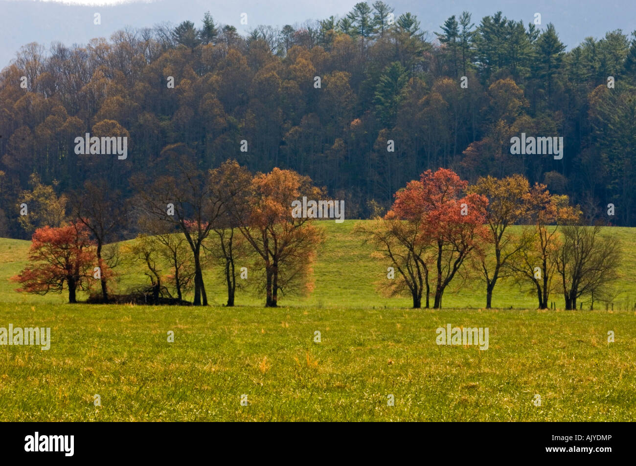 Meadow with maple trees, Great Smoky Mountains National Park, Tennessee ...