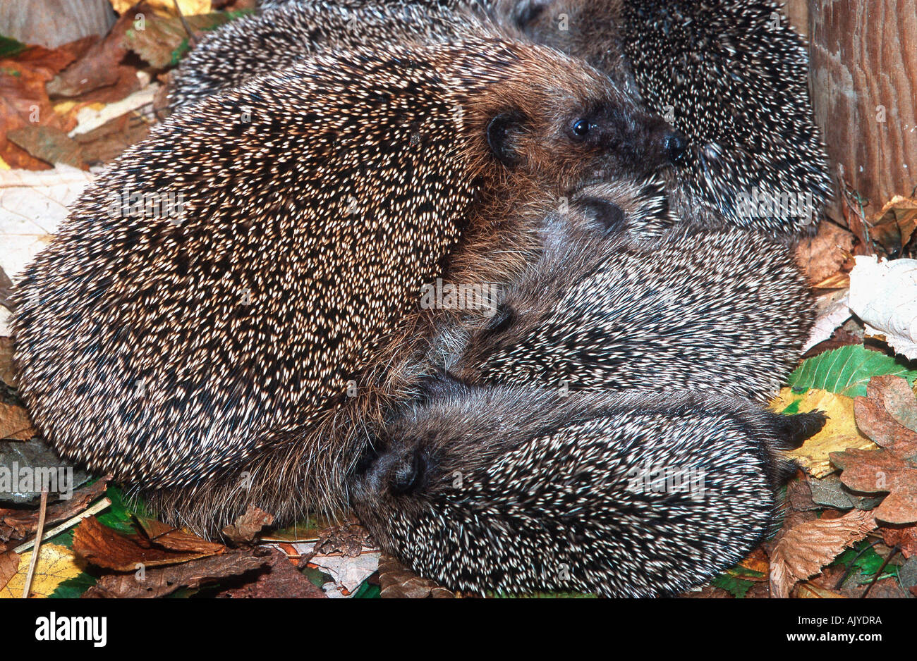 European hedgehog family hi-res stock photography and images - Alamy