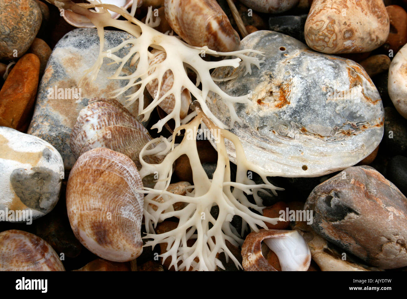 White seaweed washed up on pebbles of Brighton beach, England, UK Stock ...