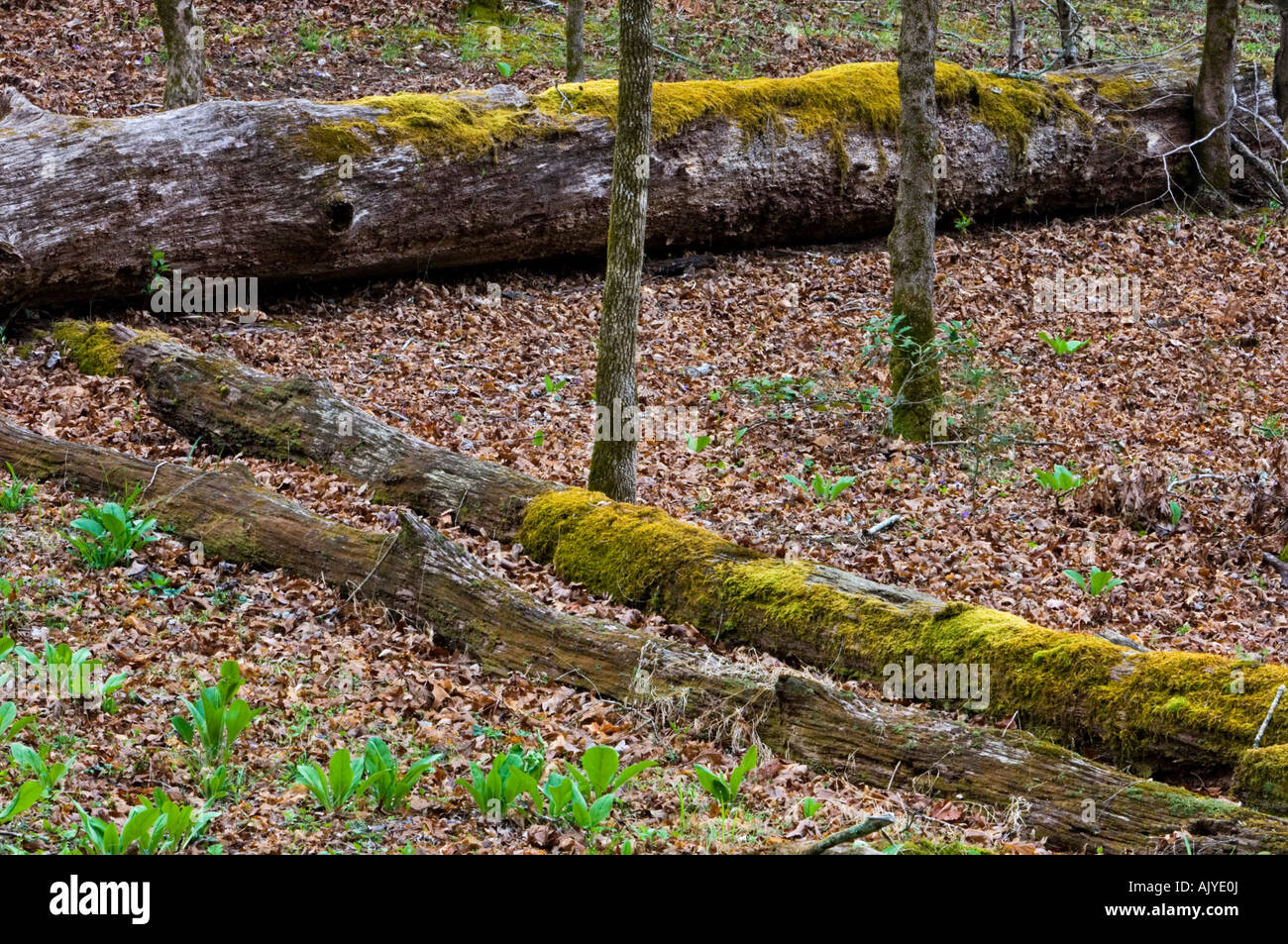 Downed logs and small tree trunks in deciduous woodland, Great Smoky ...