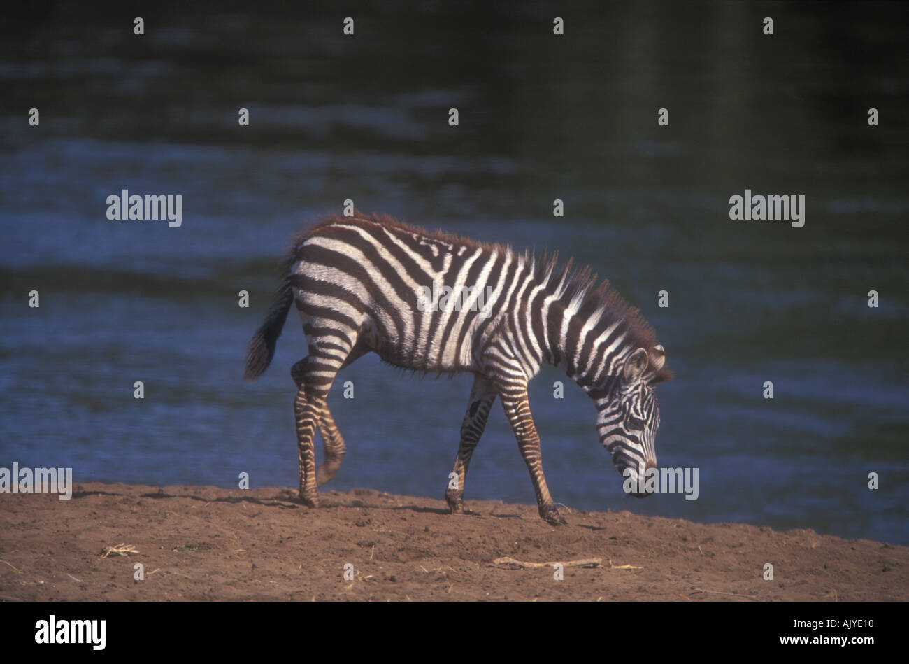 Zebra Equus quagga Stock Photo - Alamy