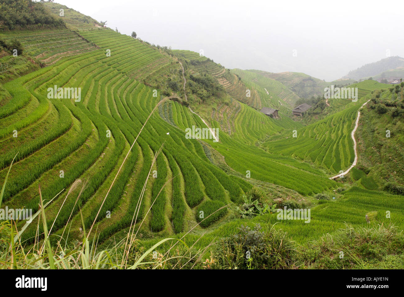 rice field in china Stock Photo - Alamy