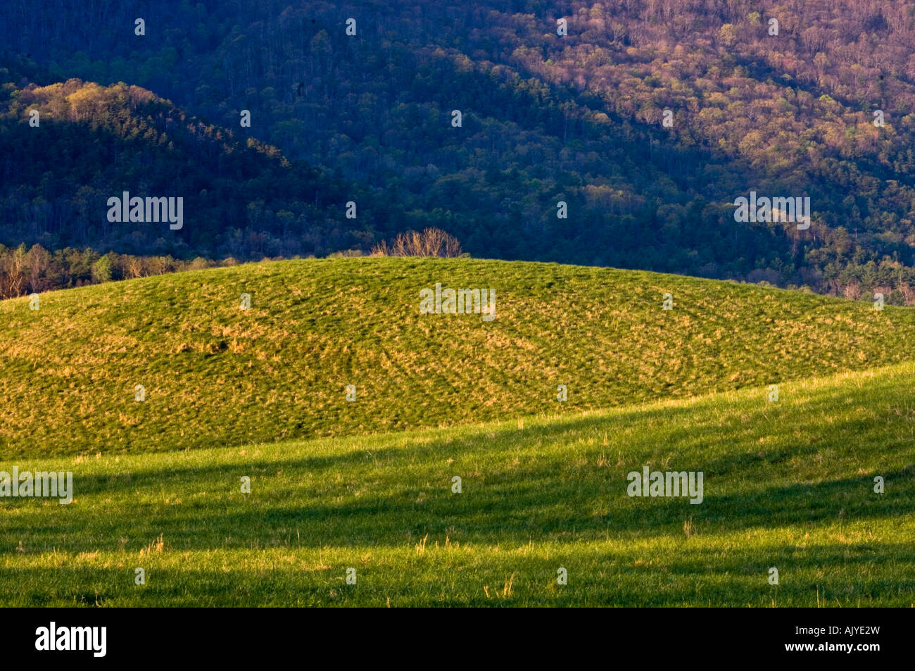Spring trees in Cades Cove pastures, Great Smoky Mountains National ...