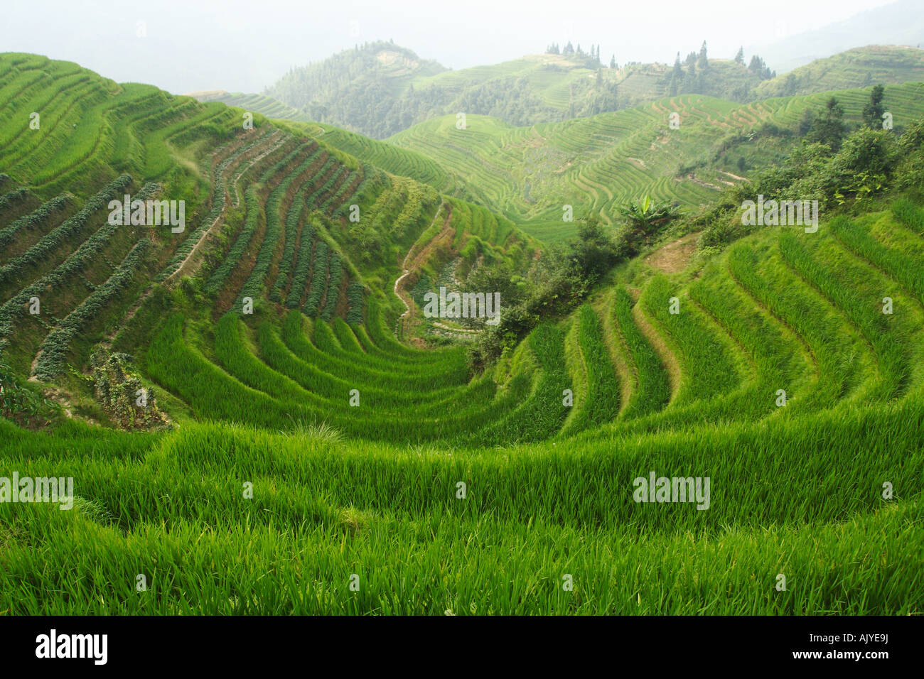 rice field in china Stock Photo - Alamy