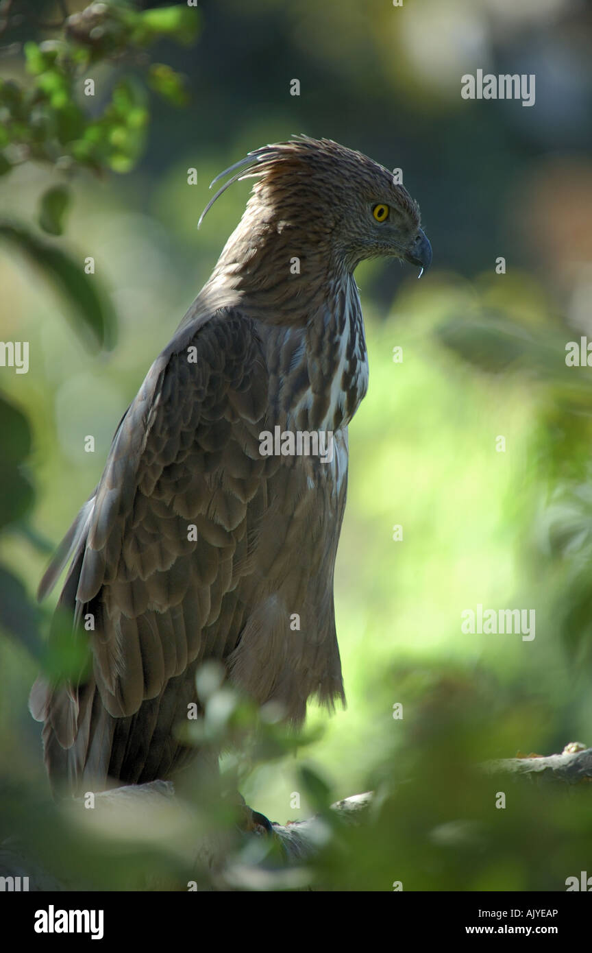 crested hawk-eagle india Stock Photo - Alamy