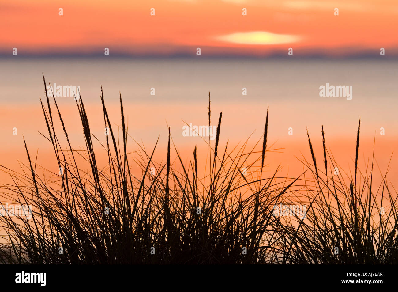 Silhouetted grasses and sunset skies over Bay of Chaleur, Pokeshaw ...