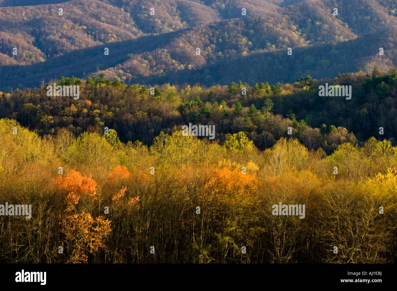 Spring trees in Cades Cove, Great Smoky Mountains National Park ...
