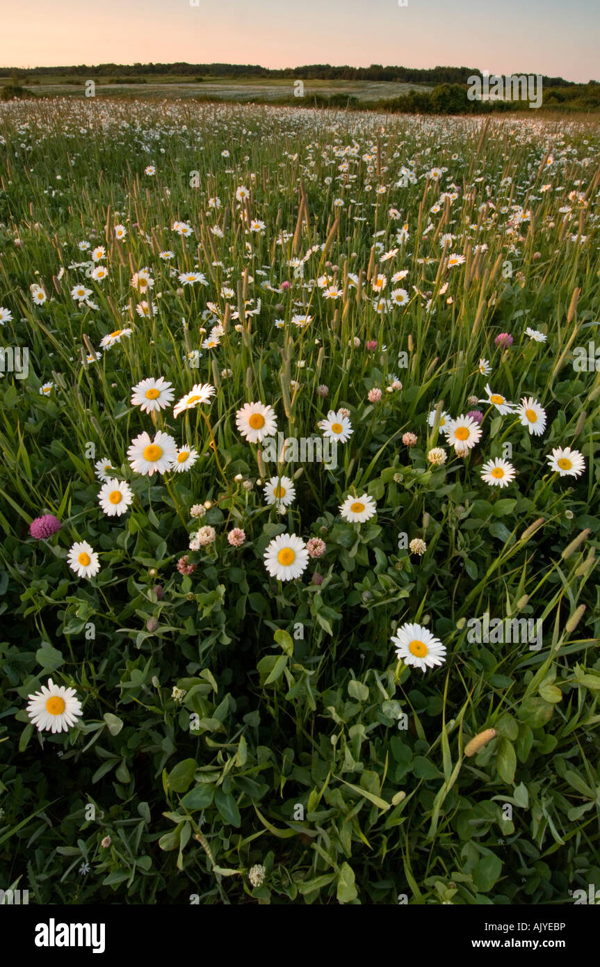 Stonehaven new brunswick hi-res stock photography and images - Alamy