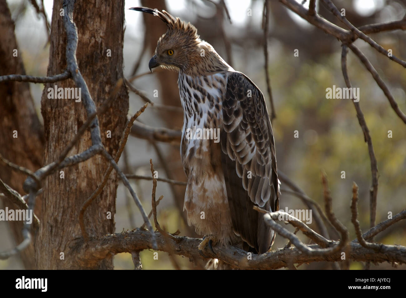 crested hawk-eagle india Stock Photo - Alamy