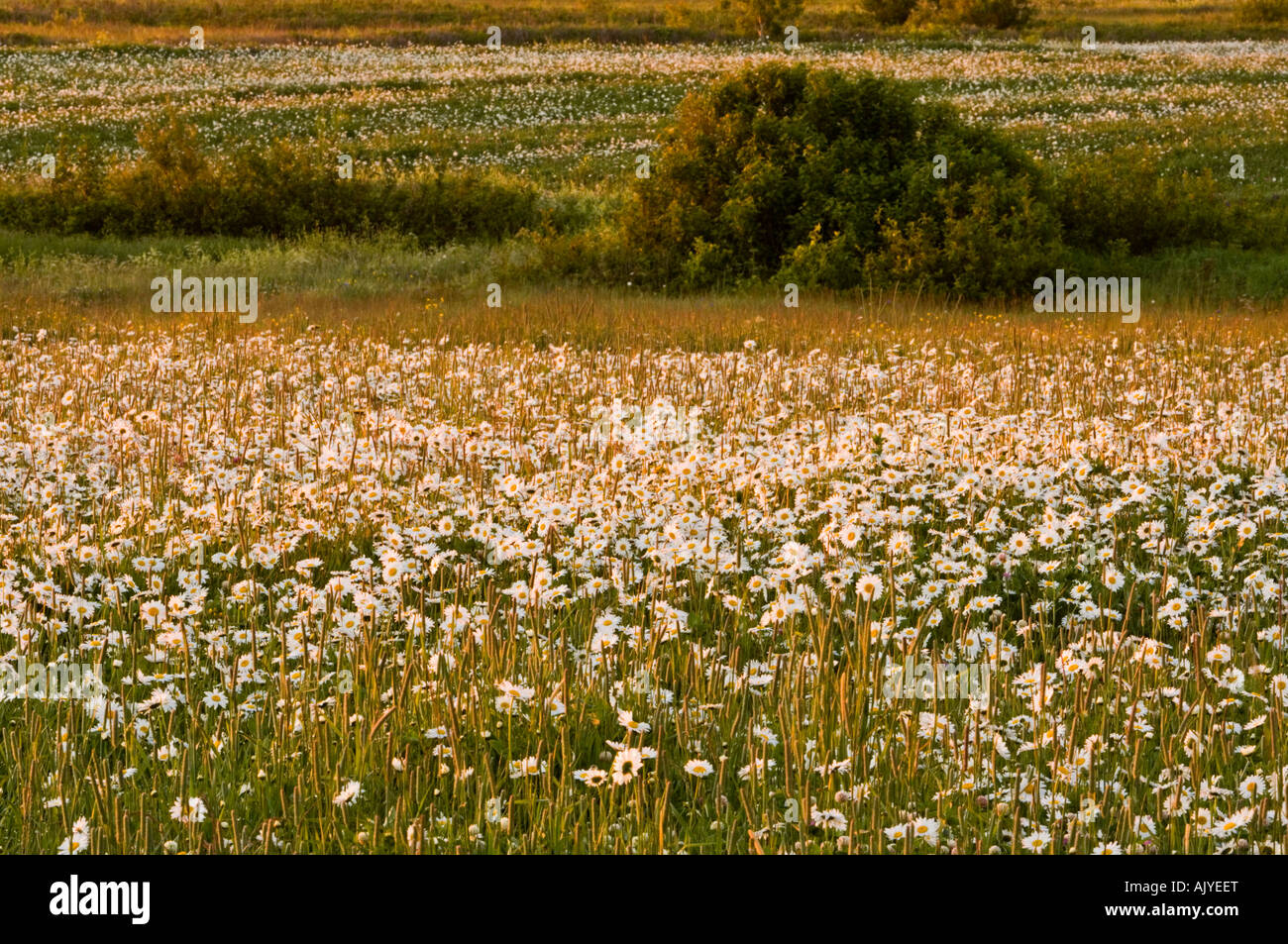 Daisies at sunrise, Stonehaven, NB New Brunswick, Canada Stock Photo ...